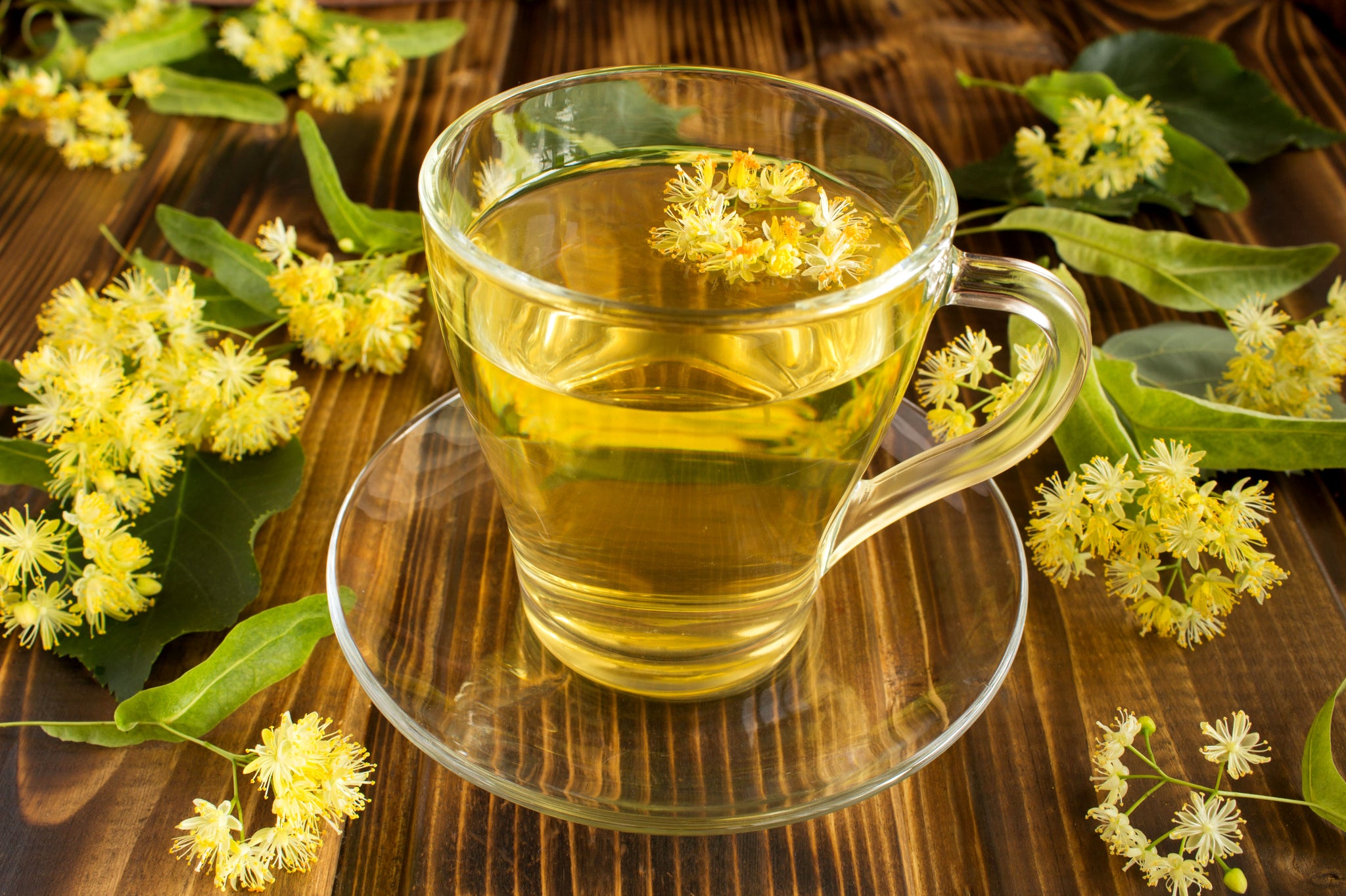 Tilo propriedades: conhece os benefícios das flores de tilo em infusió